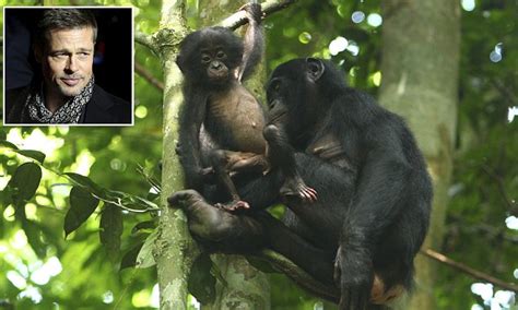Female Bonobos Mate With The Most Attractive Male Daily Mail Online