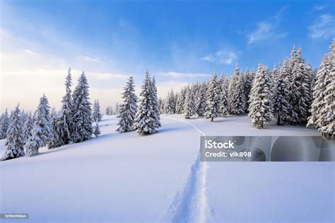 넓은 가신 아름 다운 겨울 숲에 지도 한다 잔디밭에서 눈 좋은 나무 서 서리가 내린 겨울 날에 눈송이와 부로 덮여 아름 다운 재미 있는 눈 질감 0명에 대한 스톡 사진 및