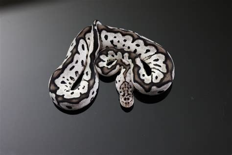 pastel vpi axanthic clown ball python by jdw morphs morphmarket