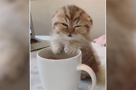 Создать мем "взбодрись кот, кот с чашкой кофе, утро кот" - Картинки ...