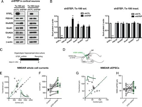 Step Knockdown Increases Extrasynaptic Nmdars And Nmdar Mediated