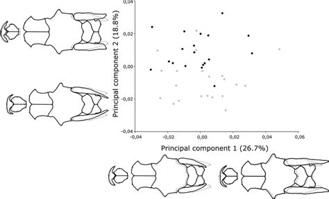 Principal Component Analysis Of Size Corrected Symmetric Component Of