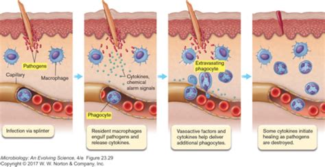 innate immune system part 2 and start of adaptive immunity lecture 32