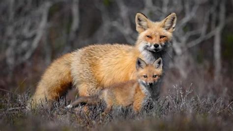 Fundraiser For Karl Ramsdell By Sierra Mclean Karl Ramsdells New Lens