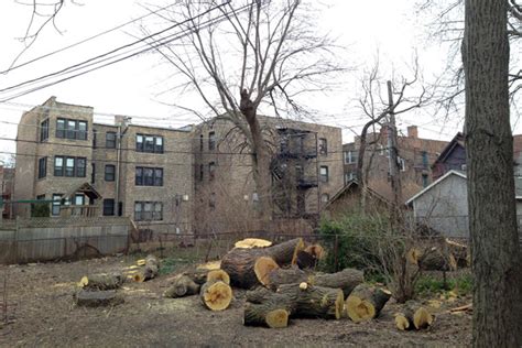 Backyard Tree Removal Before And After Photos Avoision Com