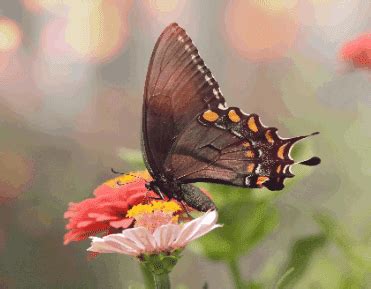 Mariposa Nature Tours Expert Led Butterfly And Botany Holidays