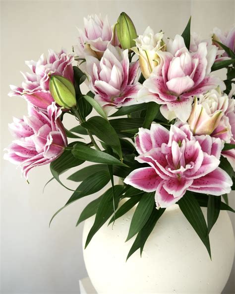 Lilia Bloomflowers Pl