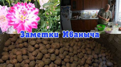 Картошка дома к зиме готовы Youtube