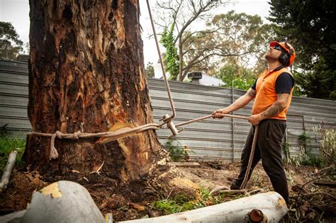 CTL Services Photo Gallery Of Tree Removal Tree Cutting Services