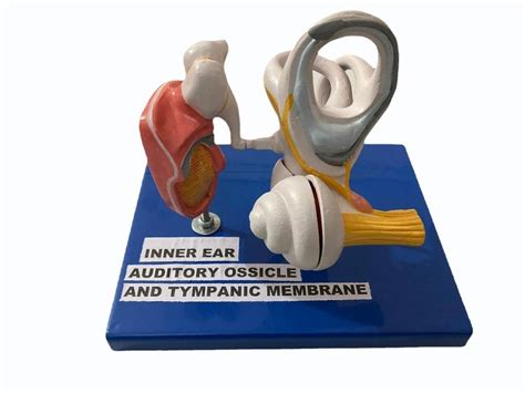 Plastic Inner Ear Auditory Ossicle And Tympanic Membrane For