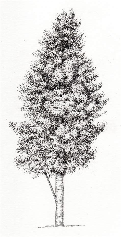 Aspen Populus Tremuloides Tree Lizzie Harper