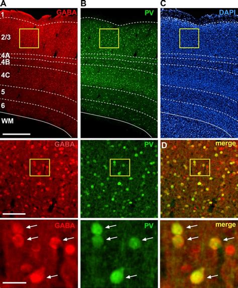 Laminar Specificity And Coverage Of Viral Mediated Gene Expression Restricted To Gabaergic