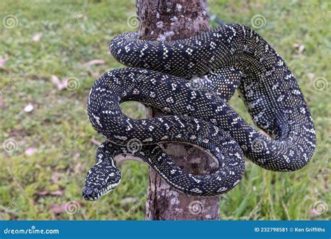 Diamond Python Stock Image Image Of Pits Sensing Morelia 232798581