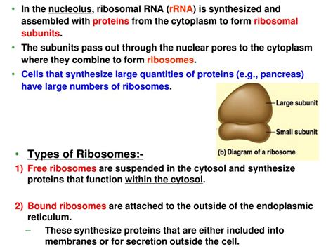 General Animal Biology Ppt Download