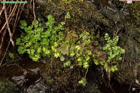 Chrysosplenium Oppositifolium Picture 14 Of 24
