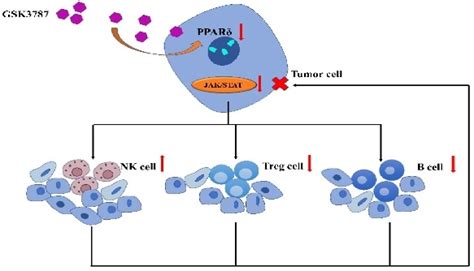 Ppar δ As A Prognostic Biomarker And Its Association With Immune Infiltrates In Breast Cancer