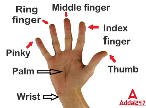 All Fingers Name In English Hindi With Picture