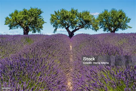 여름 일광에 세 그루의 아몬드 나무가있는 프로방스의 라벤더 밭의 경치 0명에 대한 스톡 사진 및 기타 이미지 0명 고대의