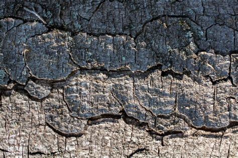Premium Photo Close Up Tree Bark Texture As A Wooden Background