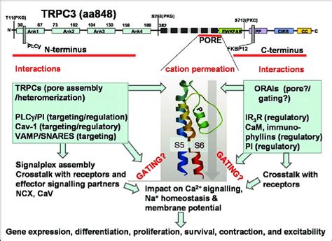 Functional Role Of TRPC Structures And Protein Interactions And Their Download Scientific