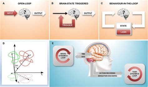 Frontiers Closed Loop Neuroscience And Non Invasive Brain Stimulation A Tale Of Two Loops