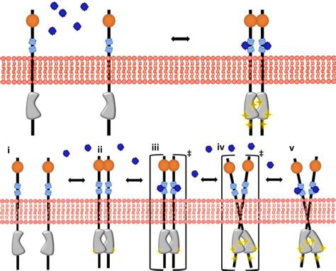 Figure 1 From The Transition Model Of Rtk Activation A Quantitative