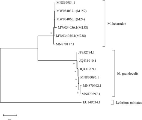 Phylogenetic Tree Based On Neighbor Joining Analysis Of Coi Sequence