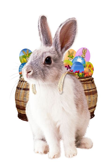 부활절 축제 토끼 Pixabay의 무료 사진 Pixabay