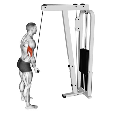How To Do The Tricep Pushdown Machine Properly 2025