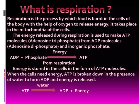 respiration science ppt by shivanshi dwivedi pptx lung and respiratory health diseases and