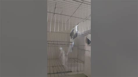 نر وماده البینیو دوکت Youtube