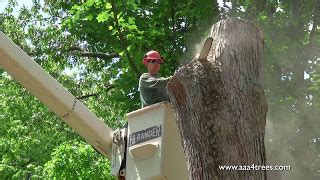 Best Tree Services In Alexandria VA ThreeBestRated