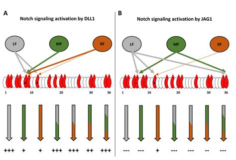 Summary Diagram Of The Effect Of The Different Fringe Combinations On Download Scientific