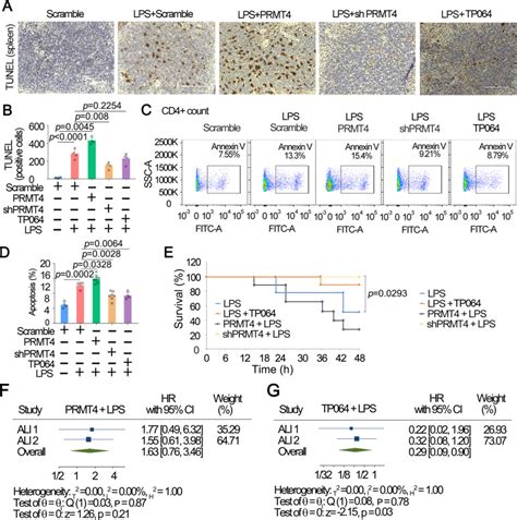 Protein Arginine N Methyltransferase 4 Prmt4 Contributes To