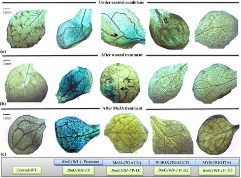 Histochemical Localization Of Gus Activity In Transgenic Arabidopsis Download Scientific