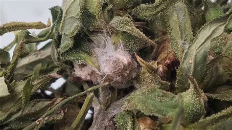 20 Facts About Fusarium Graminearum