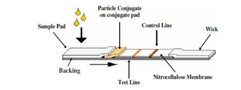 Immunochromatography Lateral Flow Immunoassay Principle And Uses