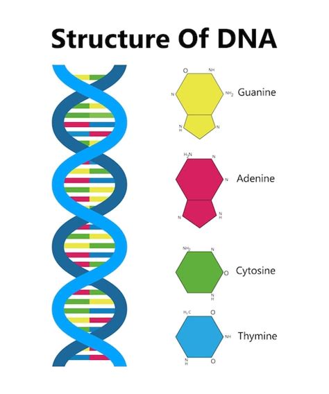 Premium Vector Vector Scientific Icon Spiral Of Dna And Rna An
