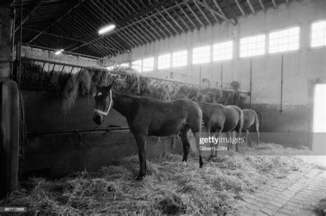 Chevaux Aux Abattoirs De Vaugirard Dans Le 15ème Arrdt De Paris Le 13