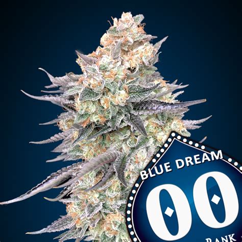 Blue Dream feminized seeds | 00 Seeds | Green manakin