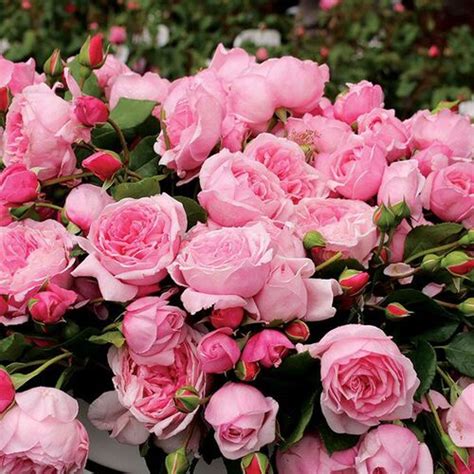 Rose Kiss Me Kate 18ლ Facebook