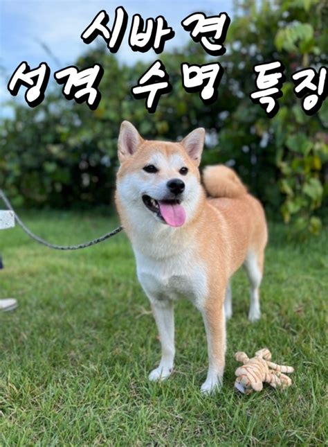 시바견 성격 수명 특징 크로스 블로그