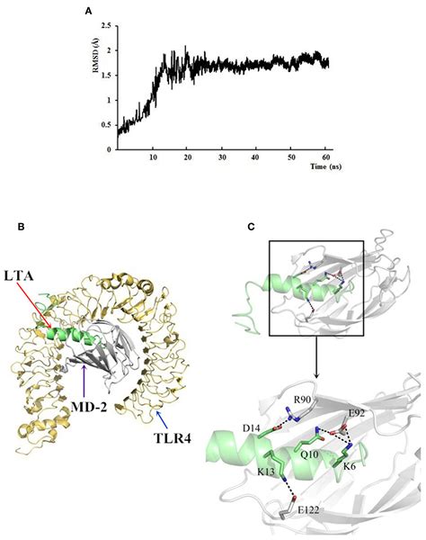 Frontiers Design And Development Of A Novel Peptide For Treating