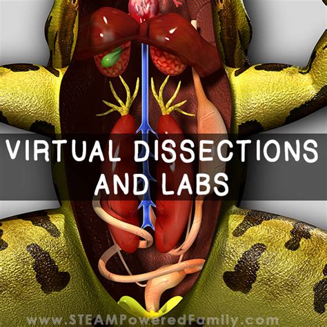 Virtual Dissections All The Learning No Mess Or Stress Artofit