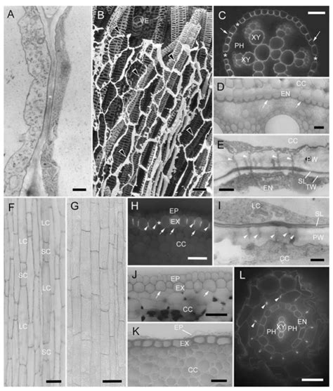 Root Endodermis And Exodermis Structure Function And Responses To The Environment Biology