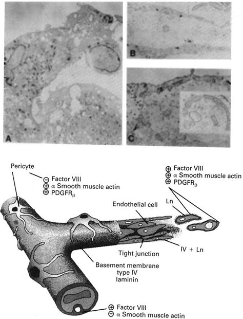 Schematic Representation Of The Modulation Of Microvascular Endothelial Download Scientific