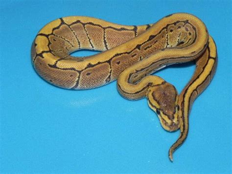 Royal Python Pinstripe The Stunning Pattern Morph You Must Know About