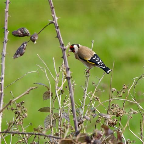 Roys Nature Logbook Goldfinch Common Species Series