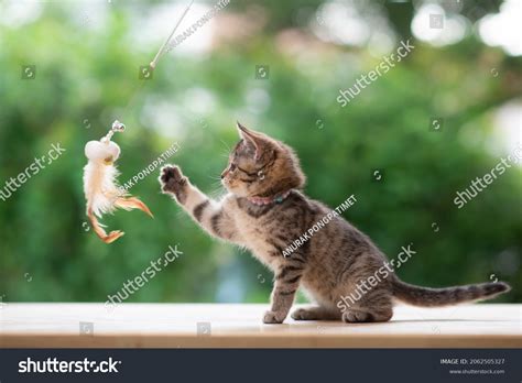 Cute Kittens Playing