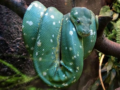 Green Tree Python Teeth